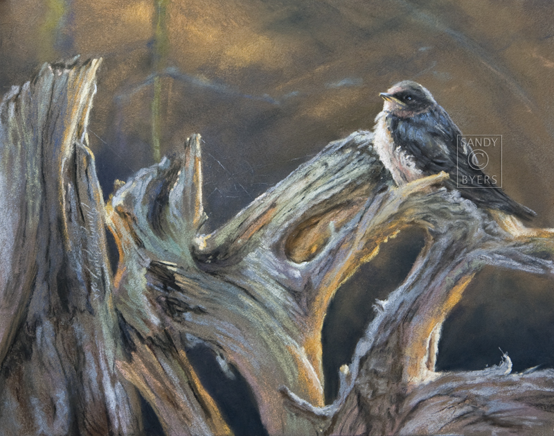 Animals (archive) – sandy byers
