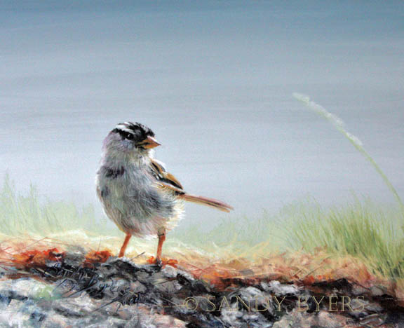 Animals (archive) – sandy byers